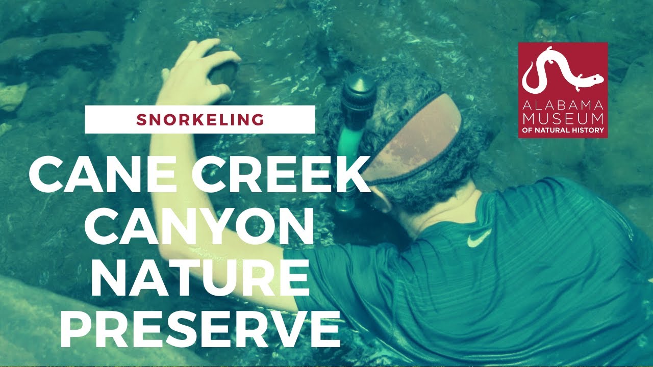 Alabama Museum of Natural History: Cane Creek Canyon Nature Preserve ...