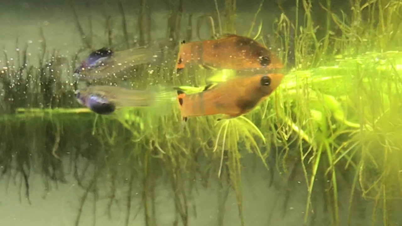 Micropoecilia Picta, Red Morph - YouTube