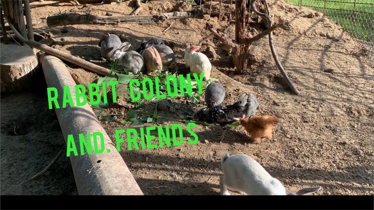 Rabbit Colony & More . - YouTube