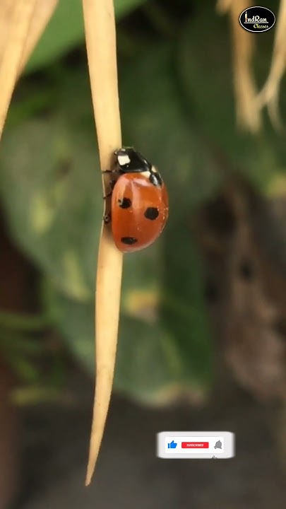 Beautiful & Colourful Ladybug Insect ~ Amazing Ladybugs - YouTube