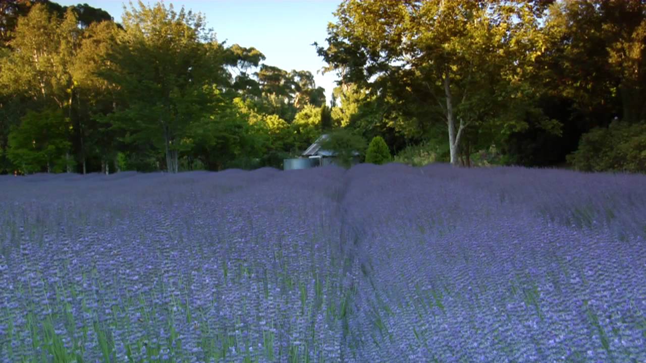 Lavender Rows, Lavandula Farm HD - YouTube