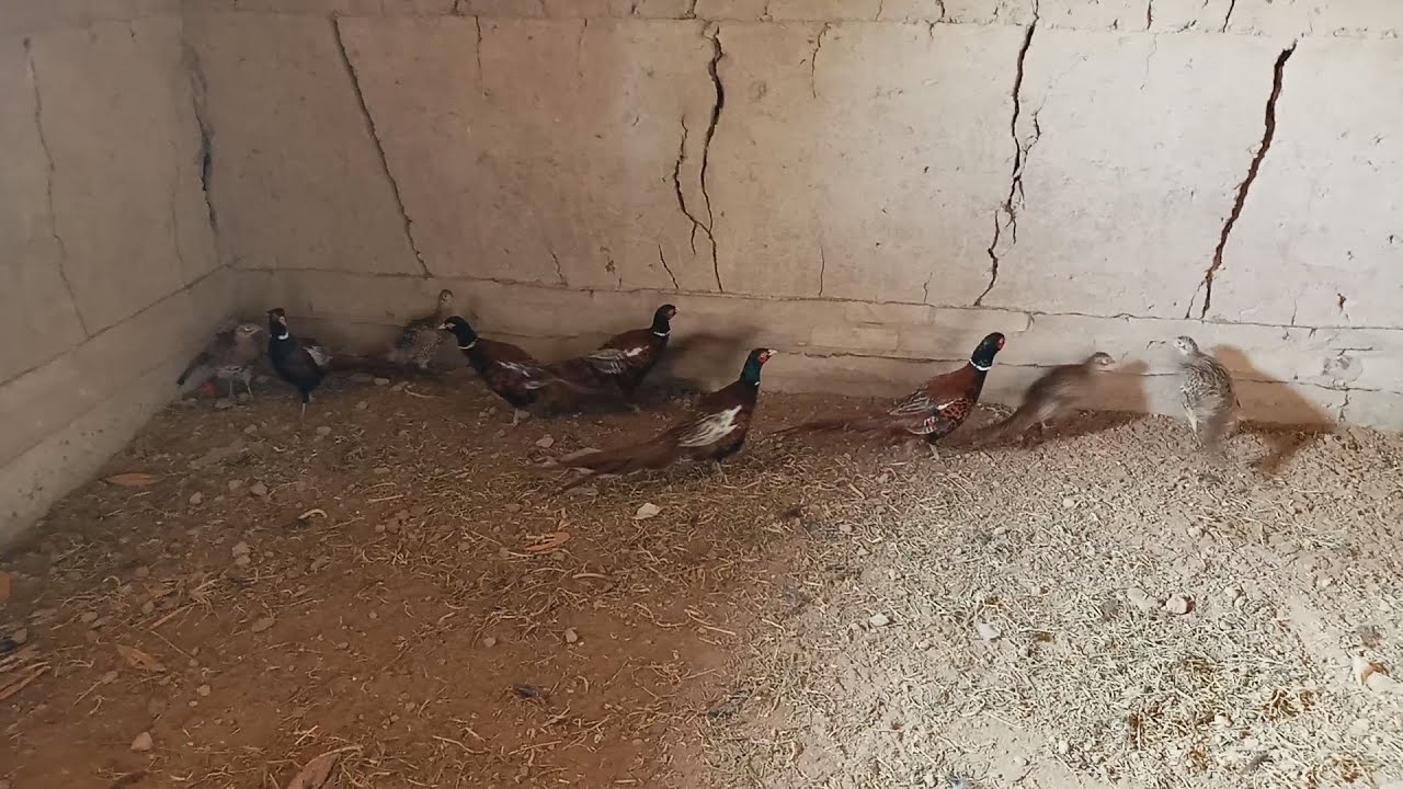 Keeping and caring for wild birds at home - YouTube