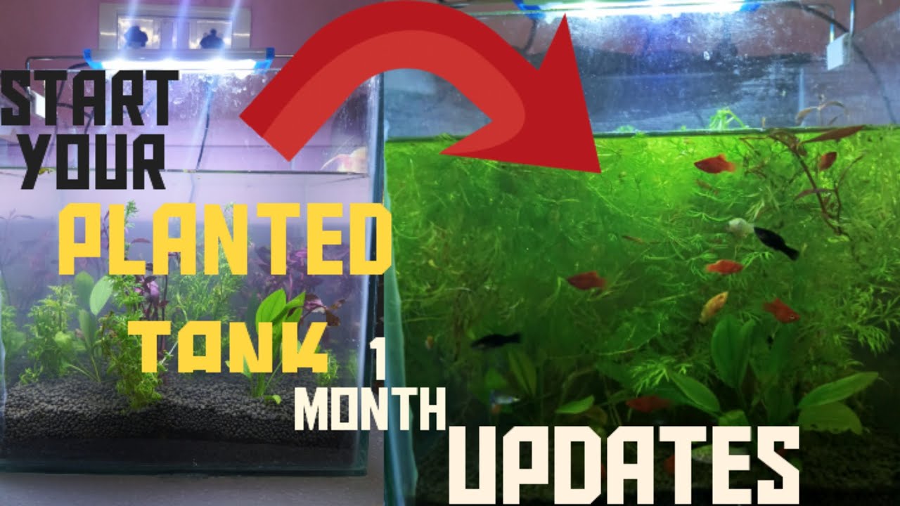 🤯🤯Easy planted tank setup in low budget😯😲 - YouTube