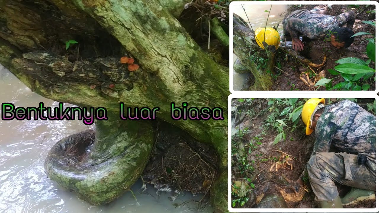 Menarik dapat bakal bonsai unik dengan alat sederhana - YouTube