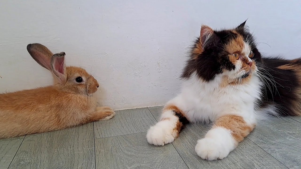 Lingling the bunny trying to get closer with kitten Loui and mother cat ...