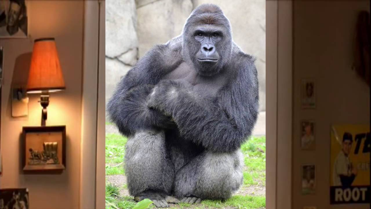 harambe legends never die :( - YouTube