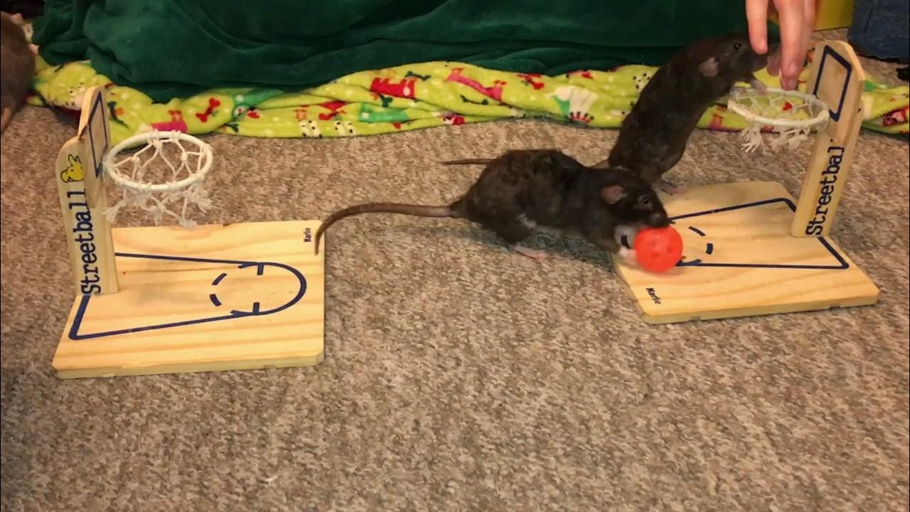 My pet rats Olive and Donut playing vs basketball as babies! - YouTube