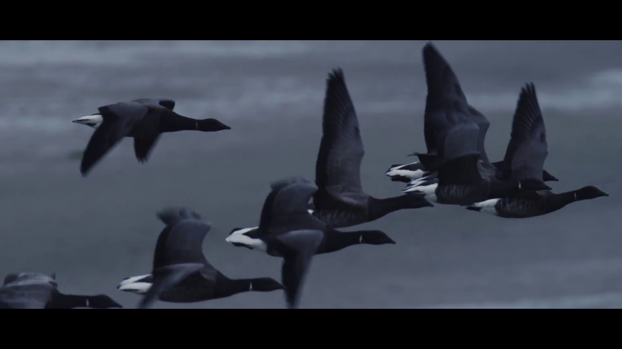 De Wereld van het WAD - Rotgans (vo) - YouTube