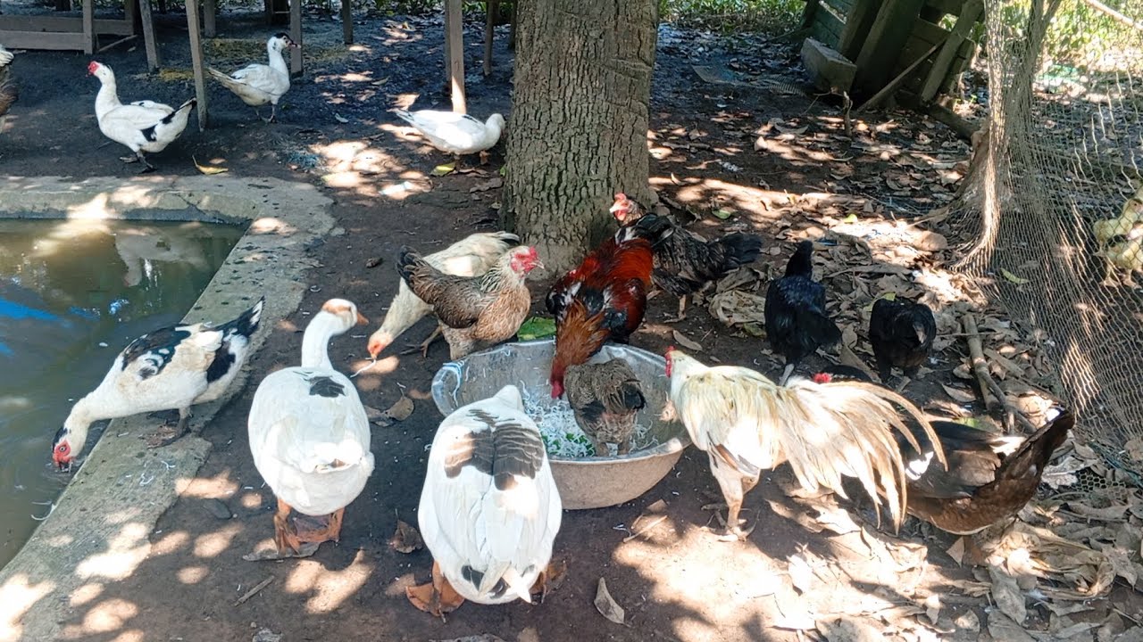 Raising chickens geese and ducks in a rural and family style Chicken ...