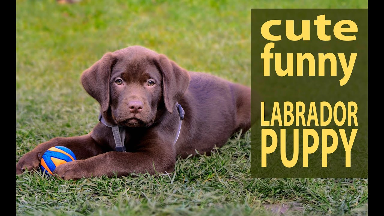 Cute Funny | Labrador puppy | Mocha - YouTube