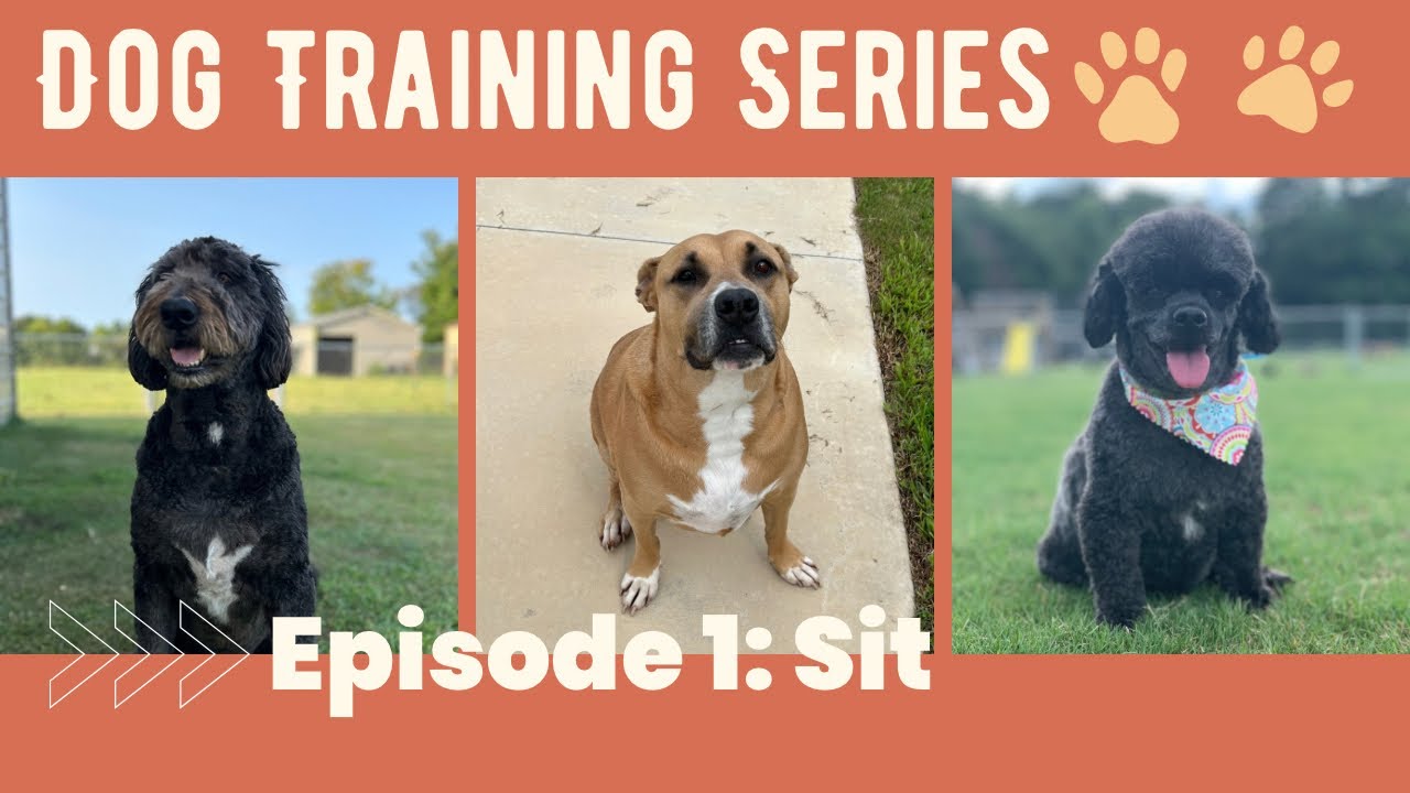 Dog Training Series | Episode 1: How to teach your dog to sit. - YouTube