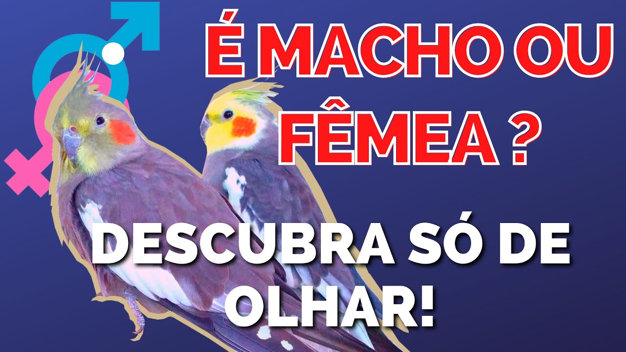 Calopsita Macho ou Fêmea? Saiba como descobrir. - YouTube