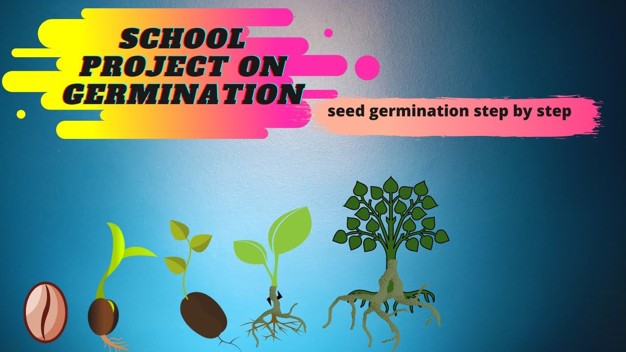 Stages of germination। seed germination। school project work। with ...