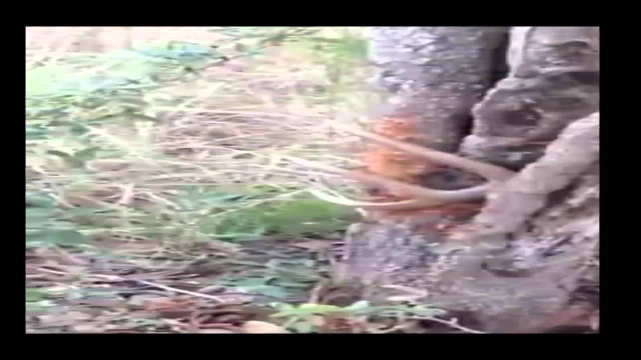 Deer antlers stuck in tree - YouTube