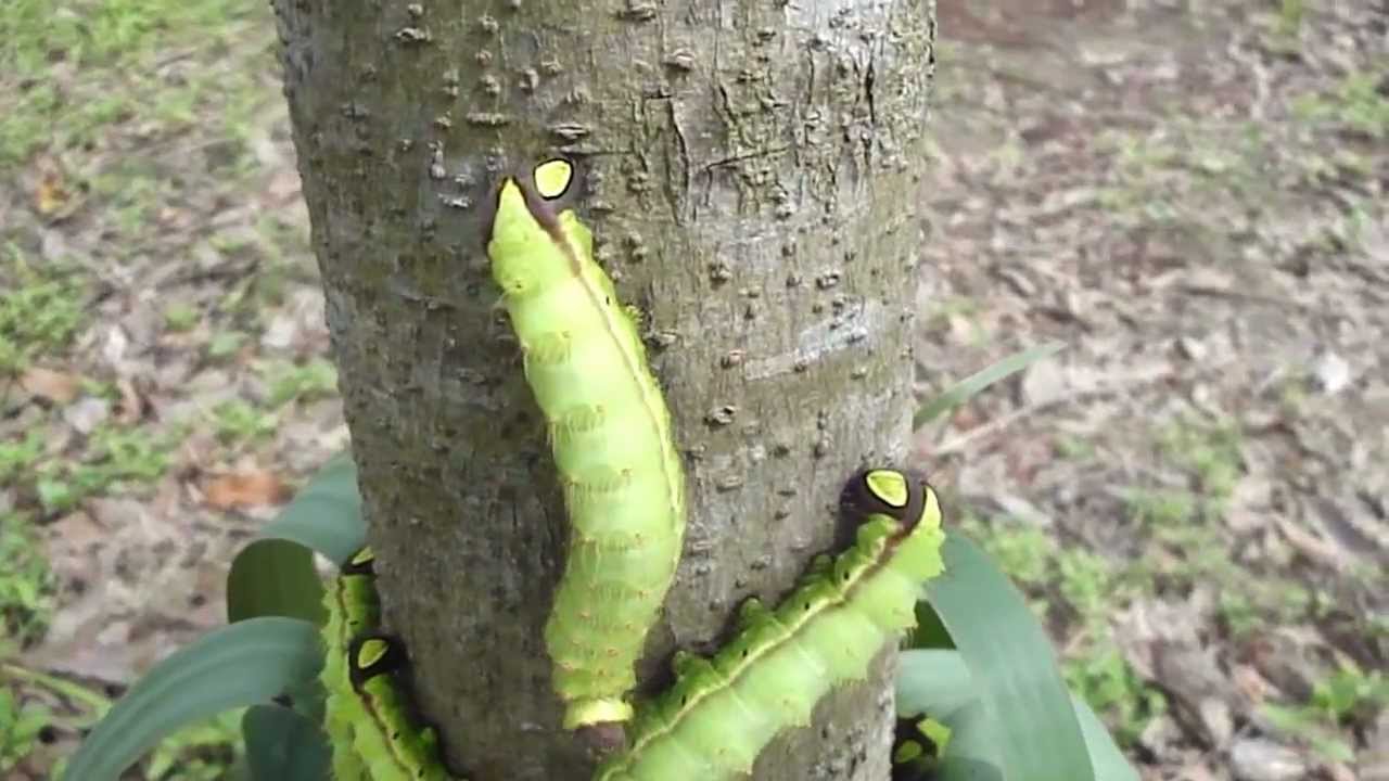 Muga silkworm-the unique golden silk producer at the time of ripening ...