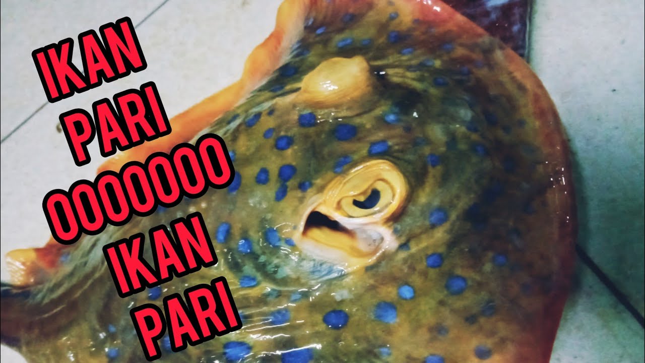 Cara - cara siang ikan pari daun - YouTube