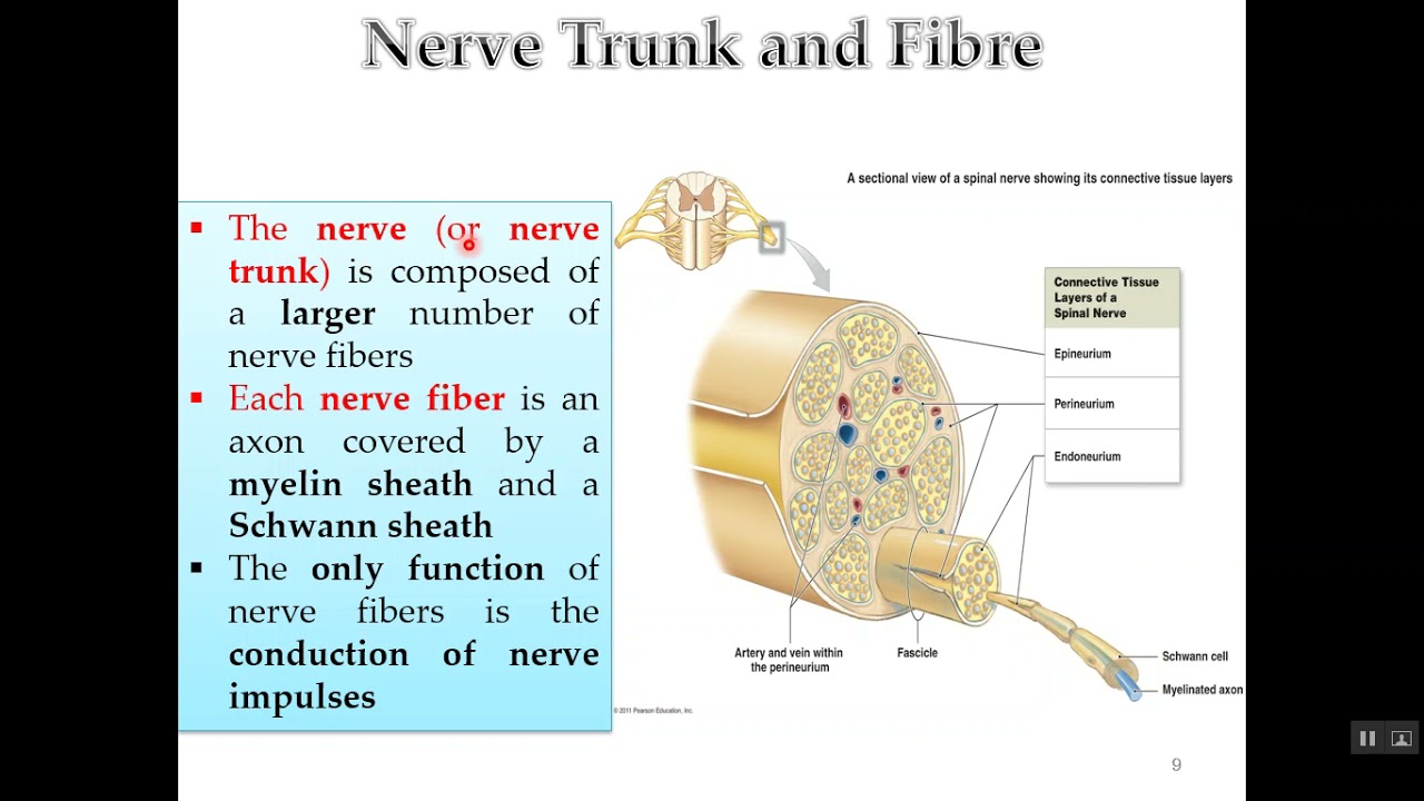 Generation and propagation of nerve impulses - YouTube