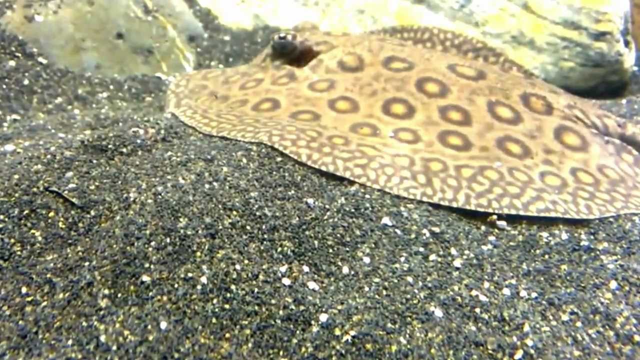 Marble Motoro StingRay buried in the sand [HD] - YouTube