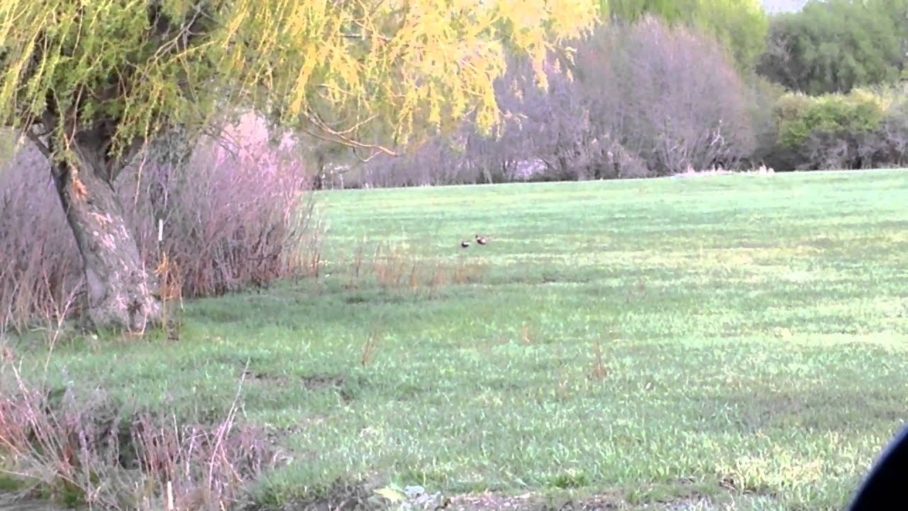 Two Rooster Pheasants Fighting - Weasel In The Wild - YouTube