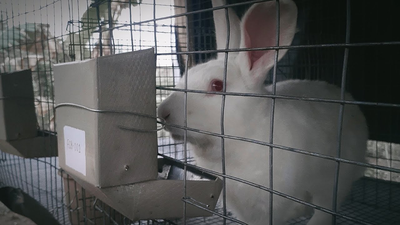 Rabbitry update | Rabbit Farm in Nigeria - YouTube