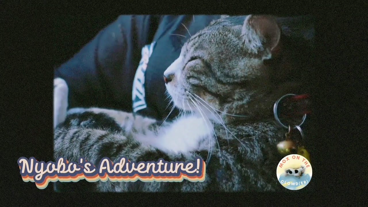 The Adventure of Nyobo - Part 2 🐈🍽️🛒 - YouTube