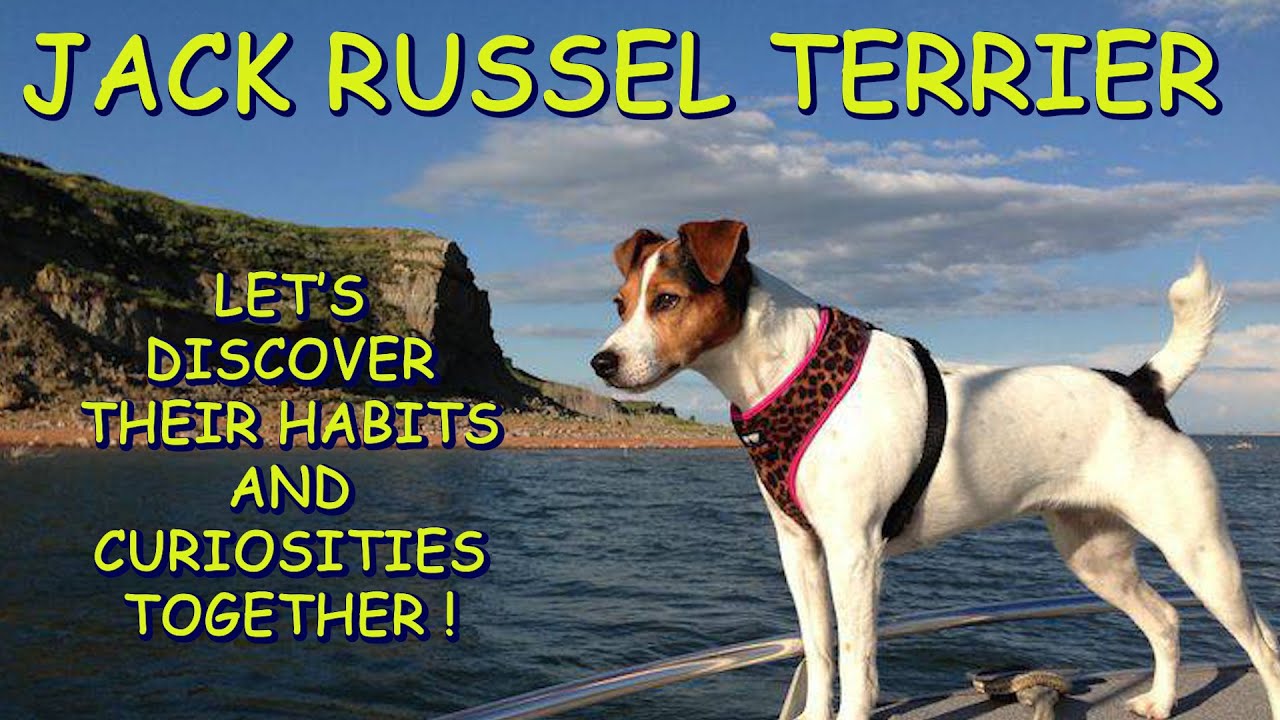 JACK RUSSEL TERRIER - ORIGINS, PHYSICAL APPEARANCE, TRAINING, NUTRITION ...