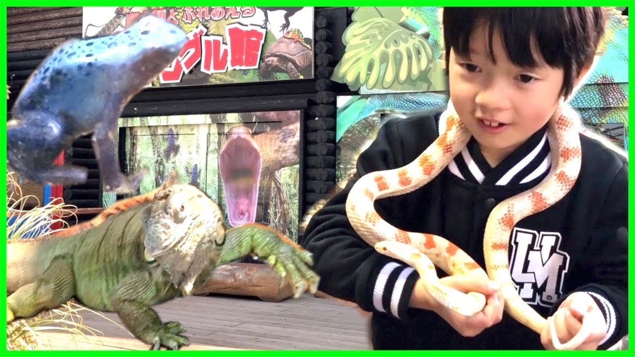 Awesome Gators & Amazing Reptiles at Wildlife Park, Kids Family Fun ...