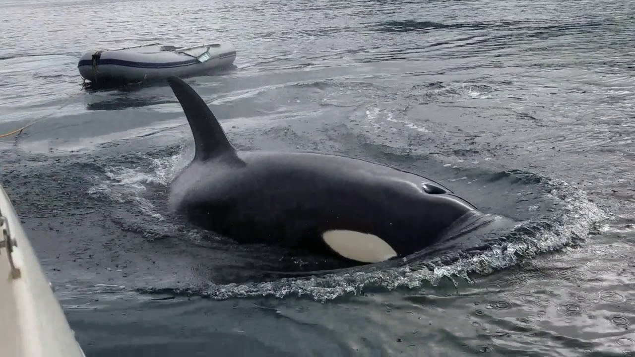 Magical Orcas Encounter - YouTube
