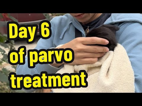Part 1/2 Day 6 of parvo treatment. Parvo puppies. Parvovirus treatment ...