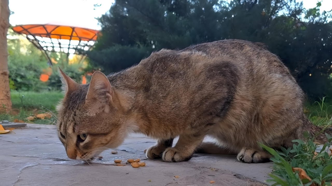 Is feeding the local cats therapy - YouTube