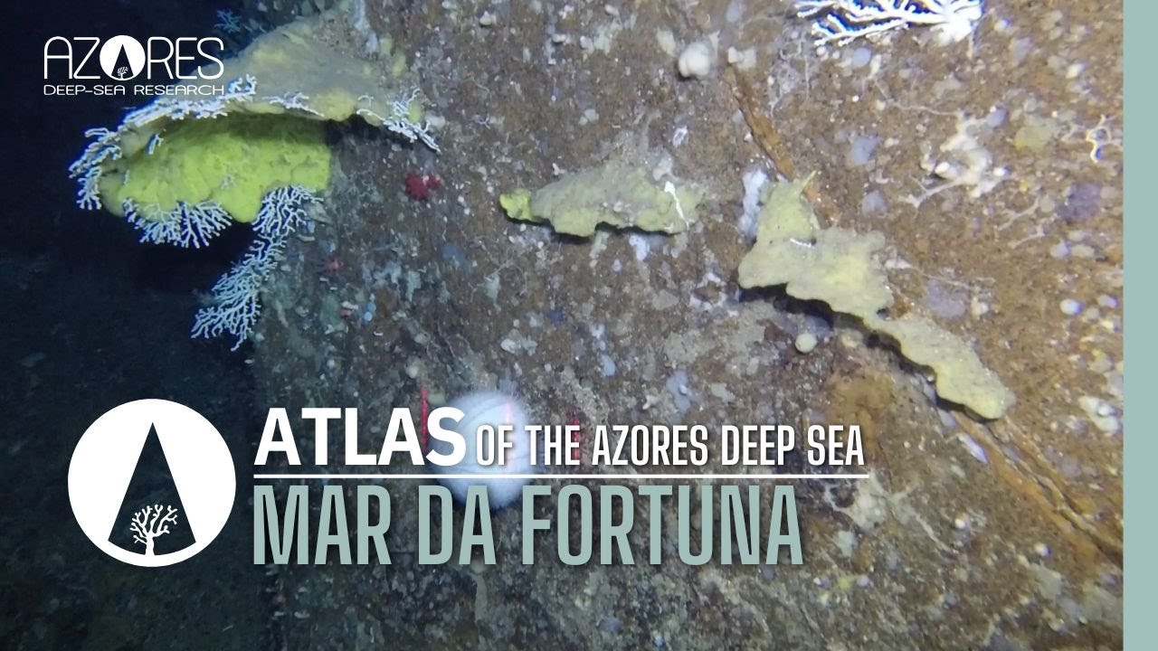 Mar da Fortuna seamount | ATLAS of the Azores deep sea - YouTube
