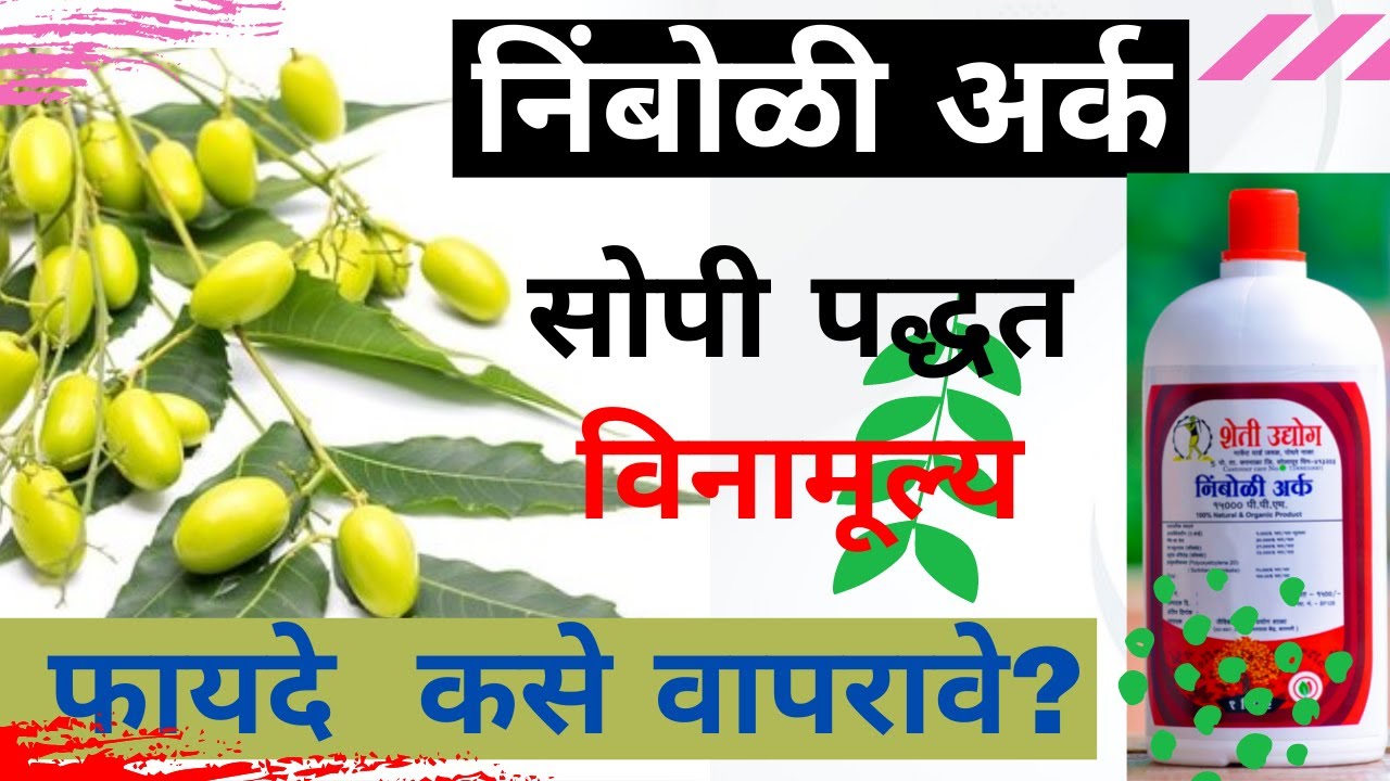 निंबोळी अर्क /Neem Ark | Nimboli ark preparation - YouTube