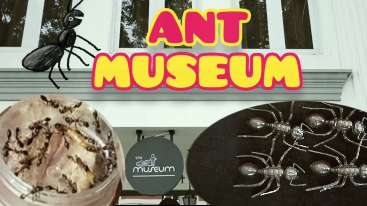 Ant Museum || Singapore - YouTube