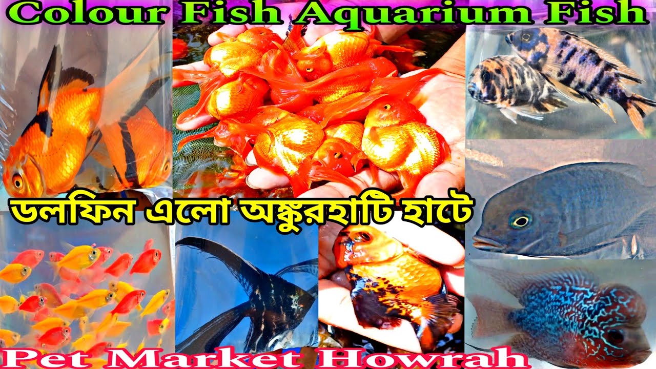 ডলফিন এসে গেলো Ankurhati Haat এ🐟 Colour Fish Aquarium Fish Ankurhati ...