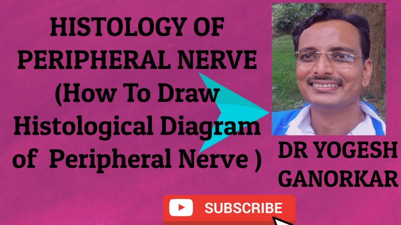 PERIPHERAL NERVOUS SYSTEM - HOW TO DRAW HISTOLOGICAL DIAGRAM OF ...