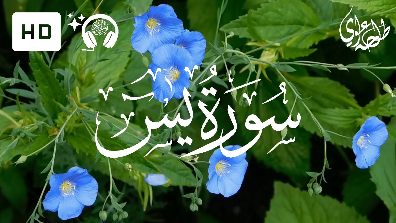 Surah Yasin - Talha Alvi | سورة يس - طلحه علوي - YouTube
