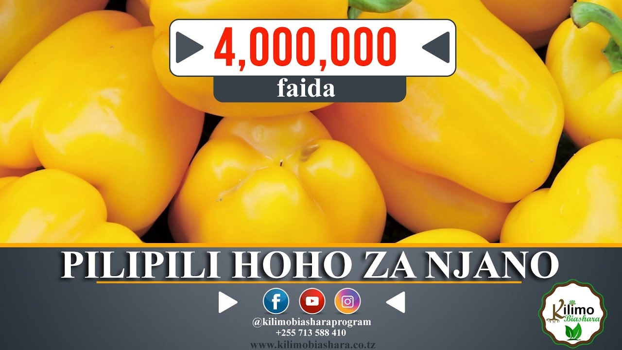 PILI PILI HOHO YA NJANO - YouTube