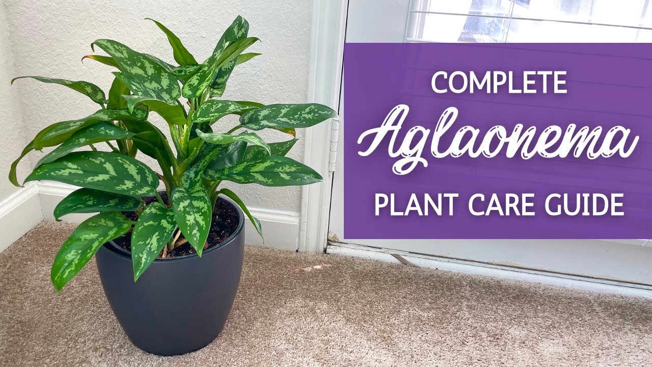 The Ultimate Guide to Caring for Aglaonema | Chinese Evergreen ...