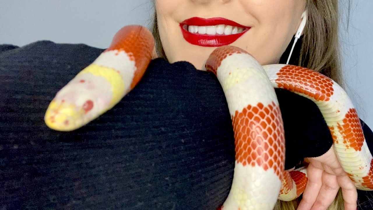 I’m Back! (ASMR With My Pet Snake, Whisper Ramble) - YouTube