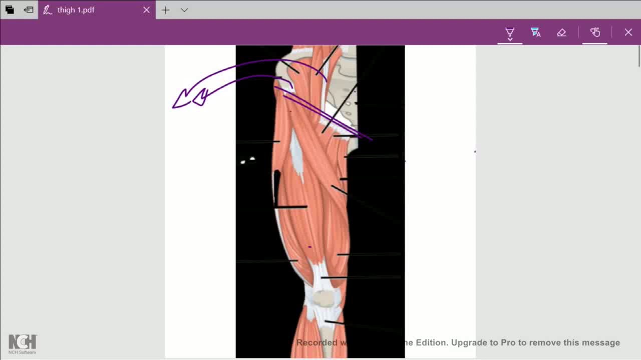 Anatomy Jars of the Thigh..musk Module - YouTube