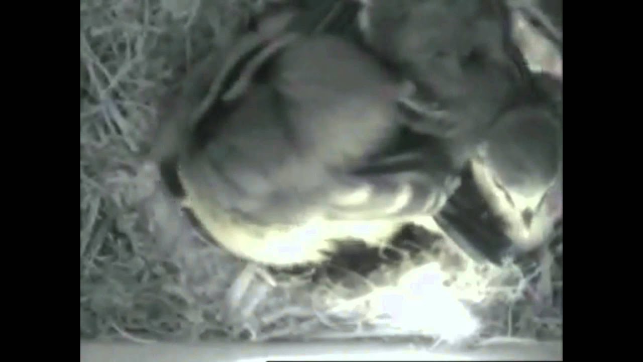 Bird Box night vision cameras+footage. - YouTube