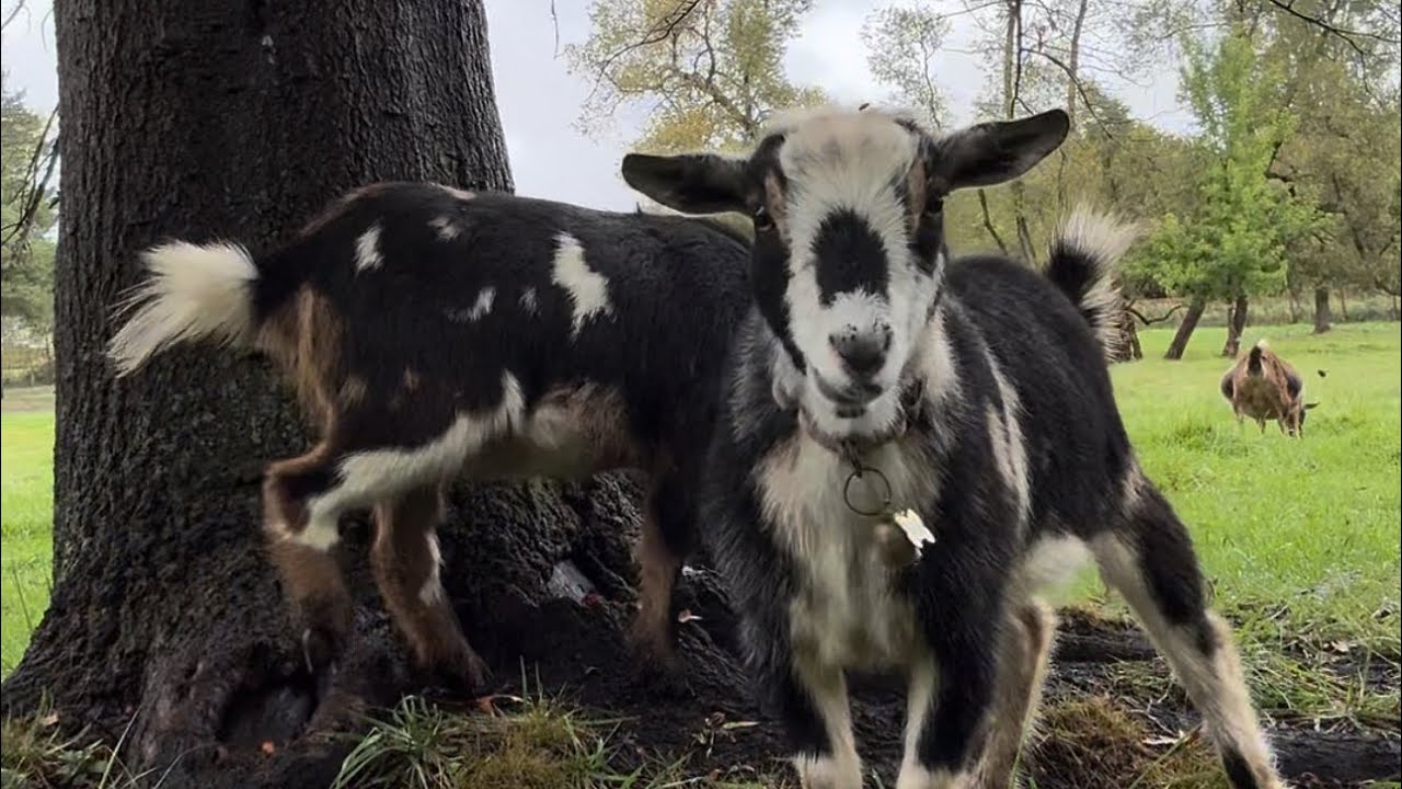 Goat video… kind of… 🥰😏 - YouTube