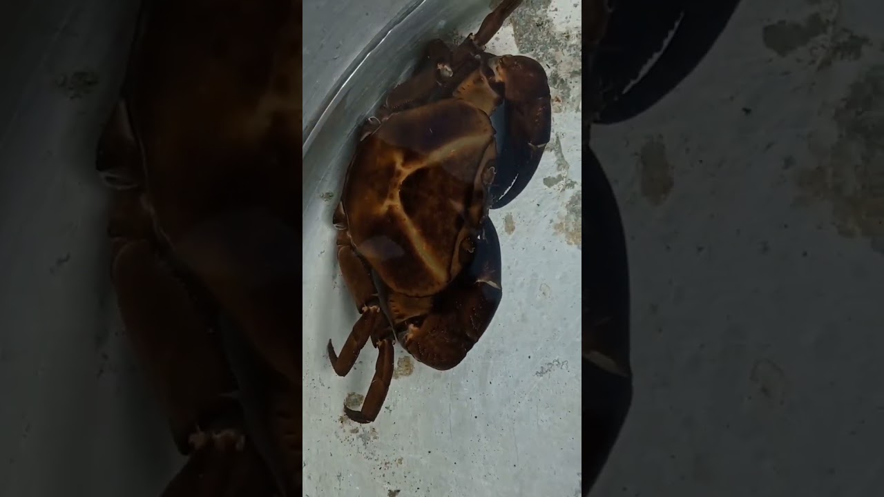 #chimbori #khekada #crab #कुर्ली #खेकडा - YouTube