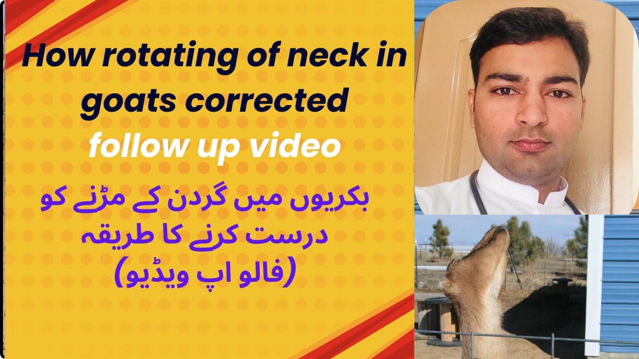 correction of turning of neck in goats - YouTube