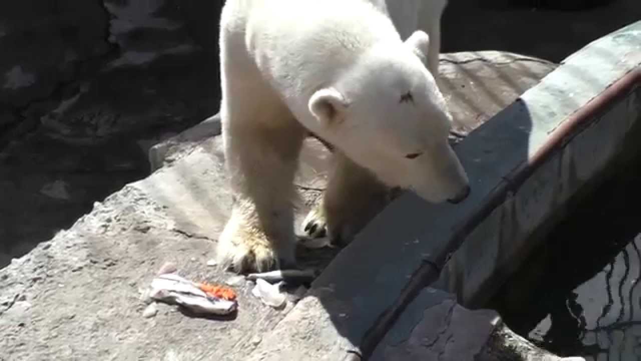 Umka the polar bear eats up iced cake with fish, at Yekaterinburg Zoo ...
