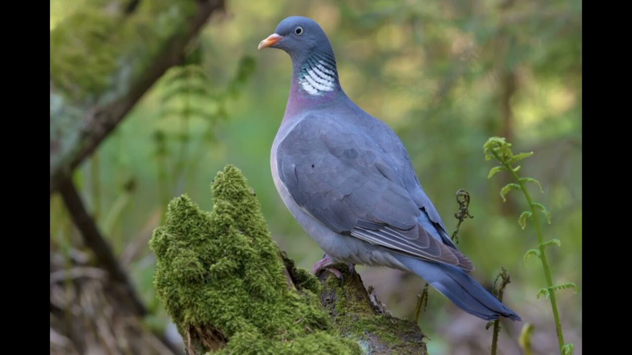 Bird, Wood Pigeon ( dove ) call - YouTube