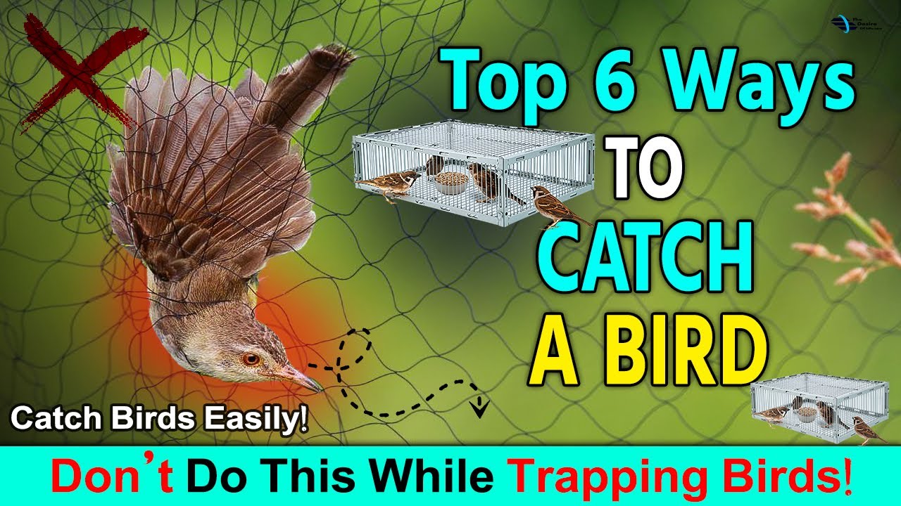 How to Catch a bird | best bird trap technique | 6 Ways to Catch a Bird ...