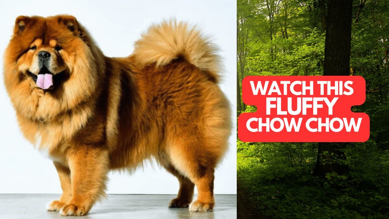 "Chow Chow Dog Transformation: From Fluffy to Fabulous! | Grooming and ...