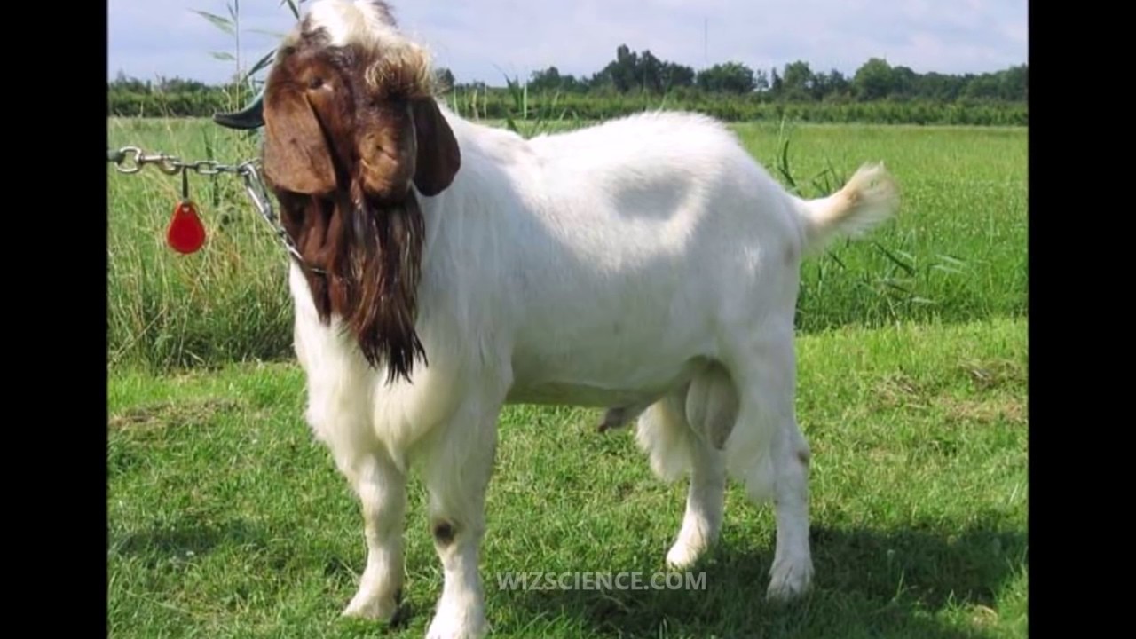 bore goat farming 2017 - YouTube