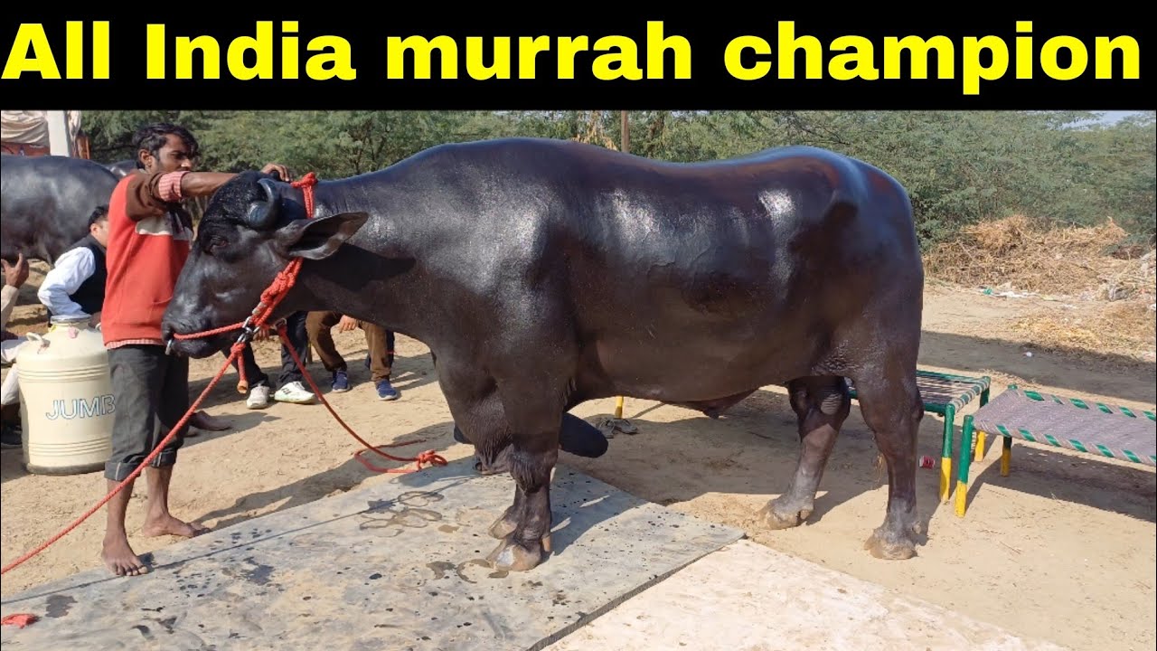 All India Murrah champion bull | no. 1 bull - YouTube